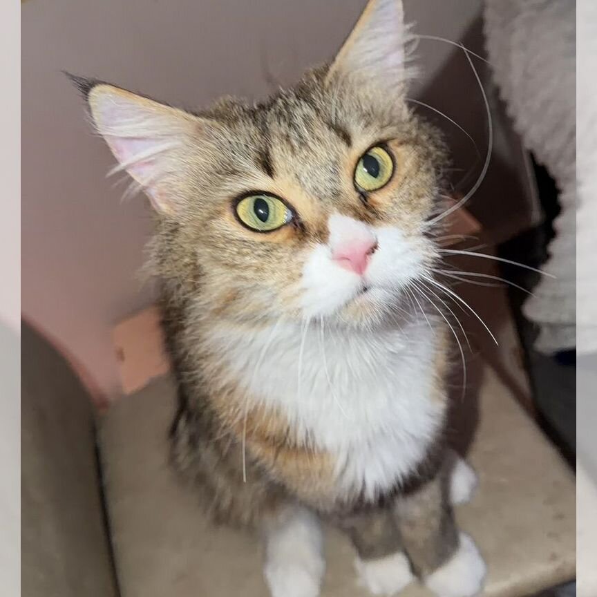 Мейн-кун, взрослая кошка