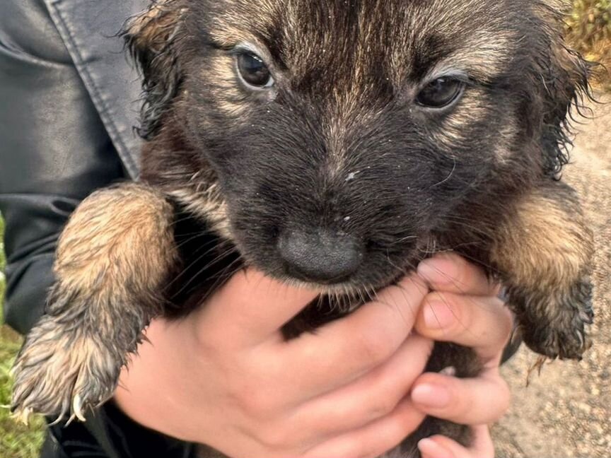 Красавцы-щеночки мальчишки и девочки для частного