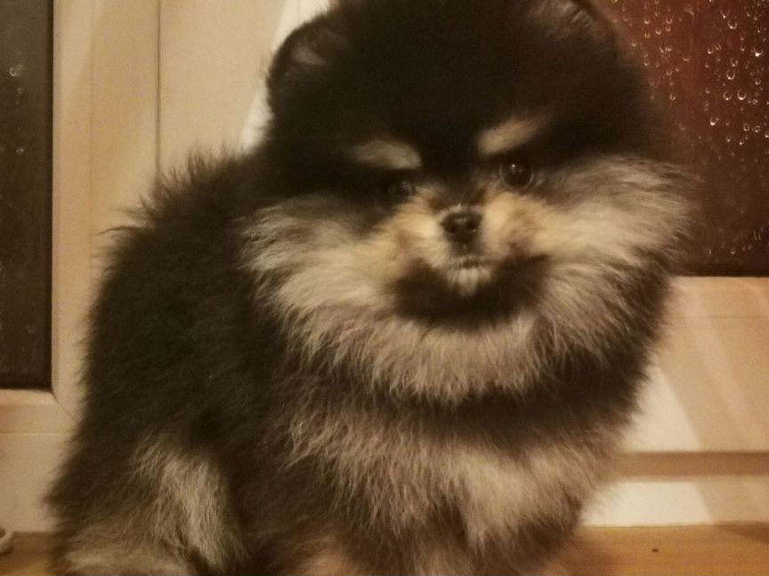 Померанский шпиц