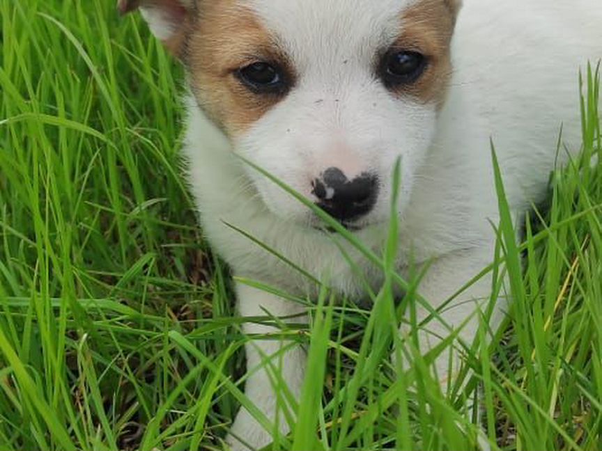 Щенки джек рассел терьер похожи