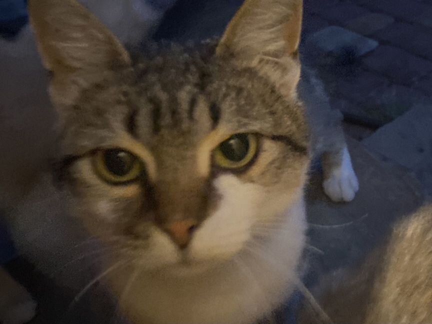 Котики очень ищят домик