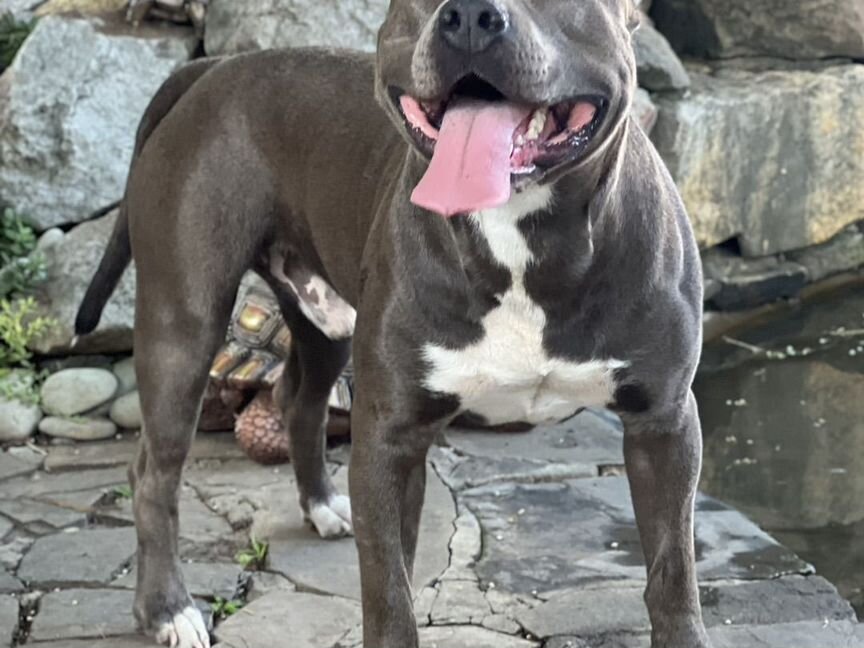 Амстафф для вяzkи