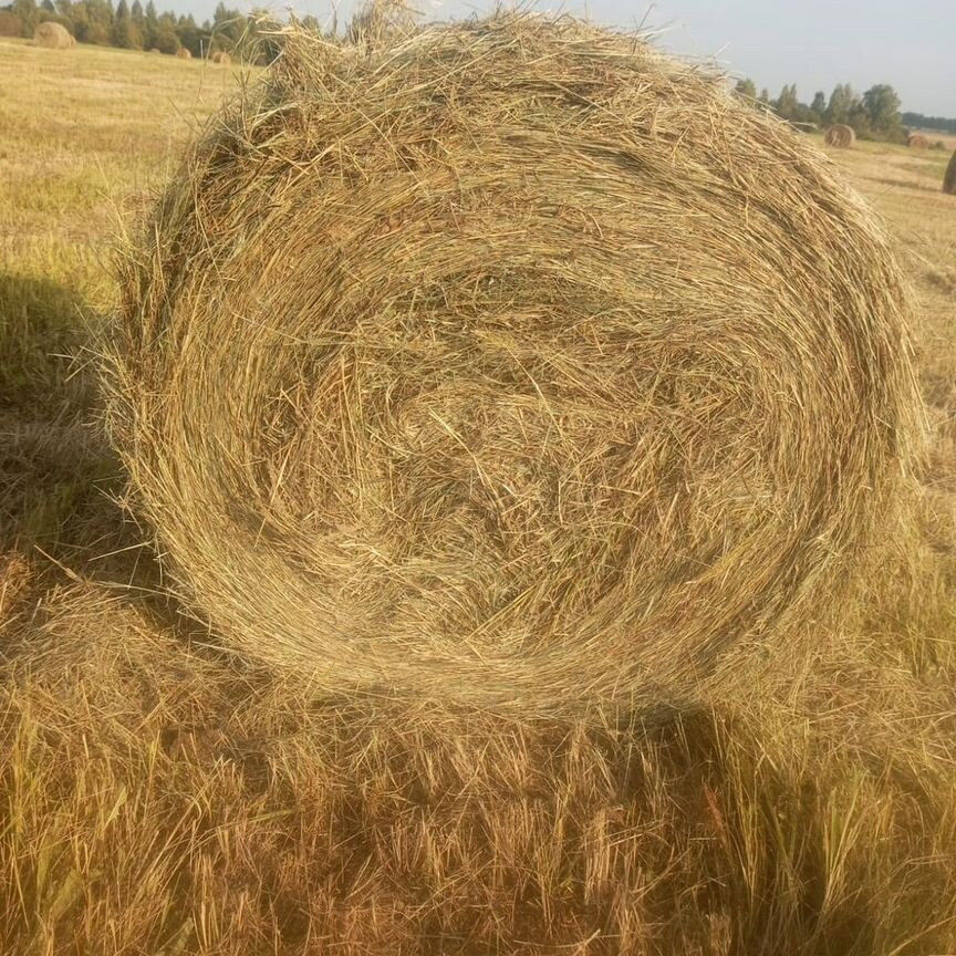 Продам сено в рулонах