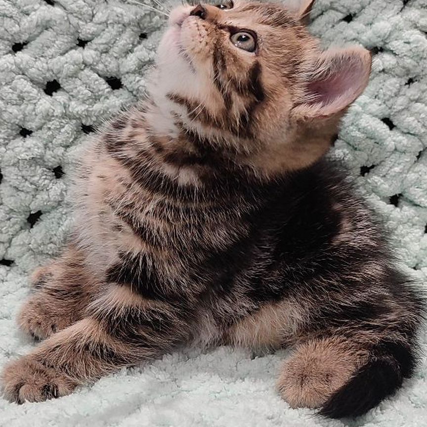 Шотландский вислоухий короткошёрстный котёнок