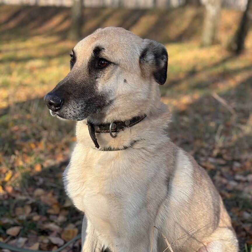 Собака в добрые руки