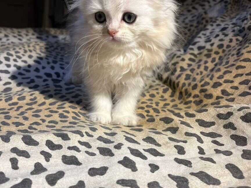 Шотландские котята