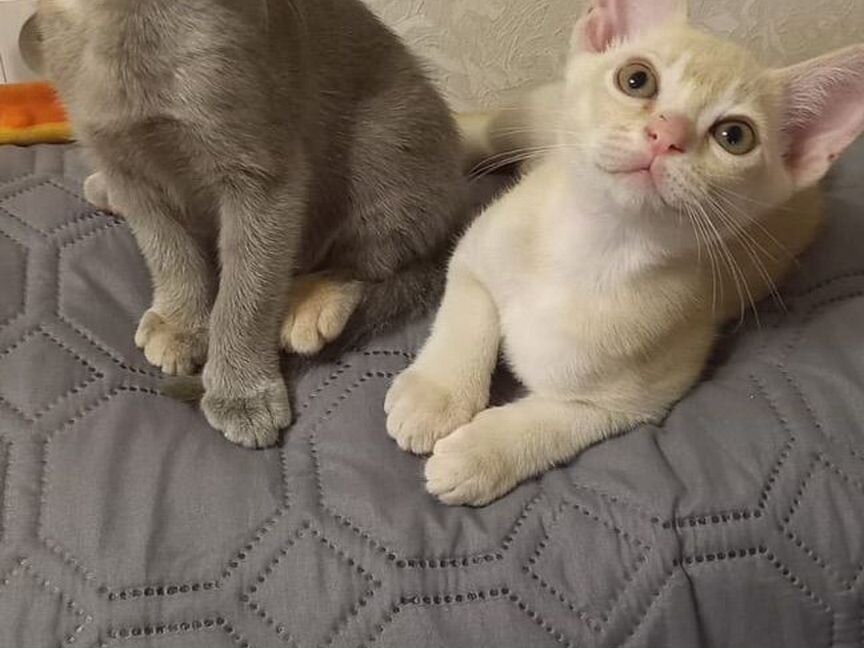 Бурманские котята