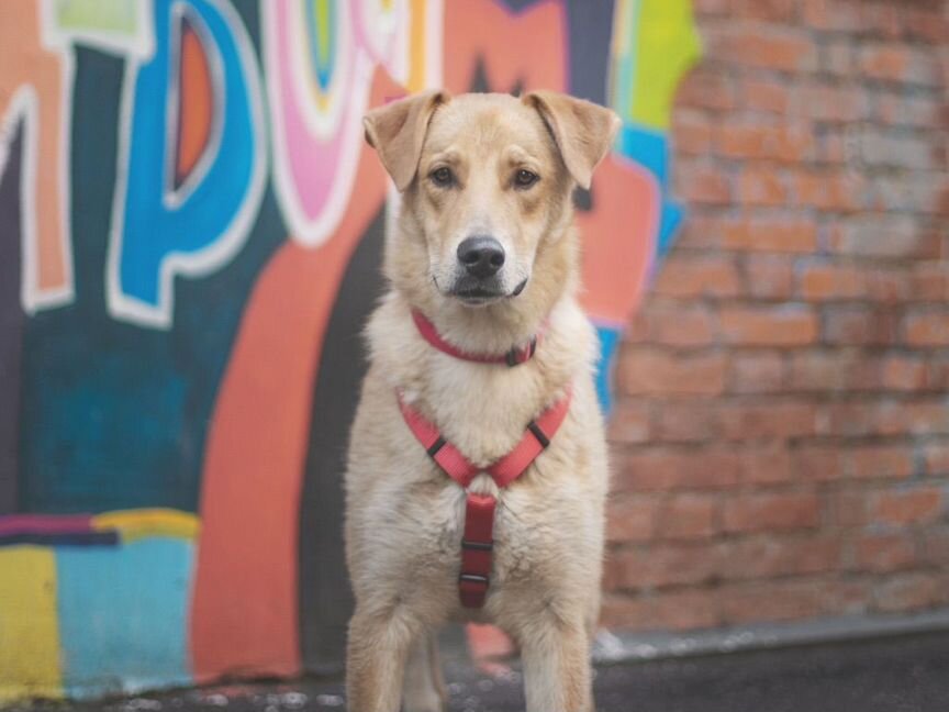 Банни ищет дом