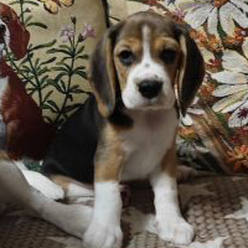 Бигль, щенок