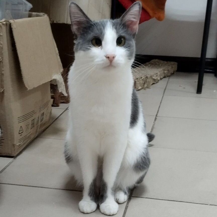 Кошка ищет дом