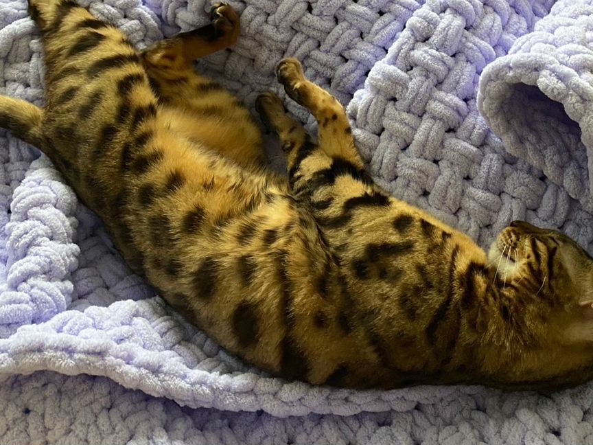 Бенгальская кошка