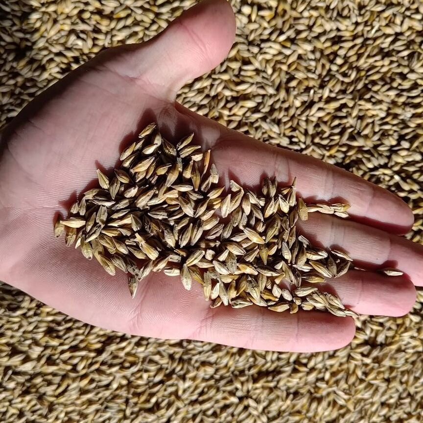 Ячмень Вакула 3 репродукция