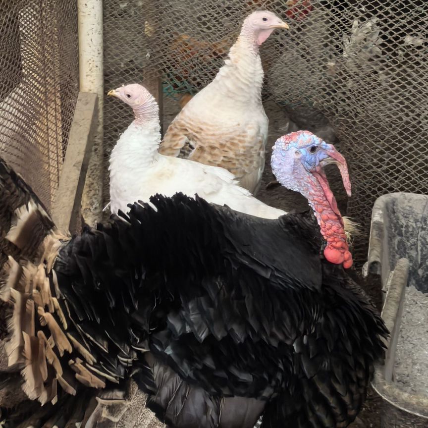 Индюки северокавказской породы(семья)