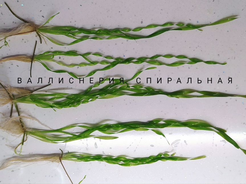 Аквариумные растения