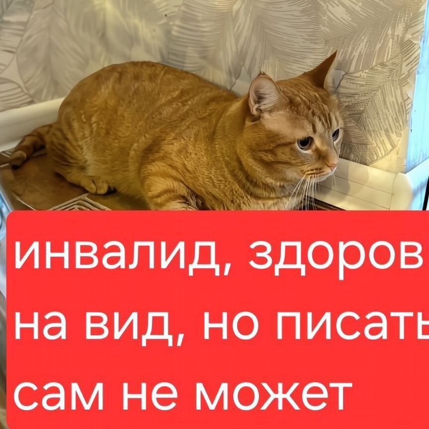 Взрослый кот в добрые руки