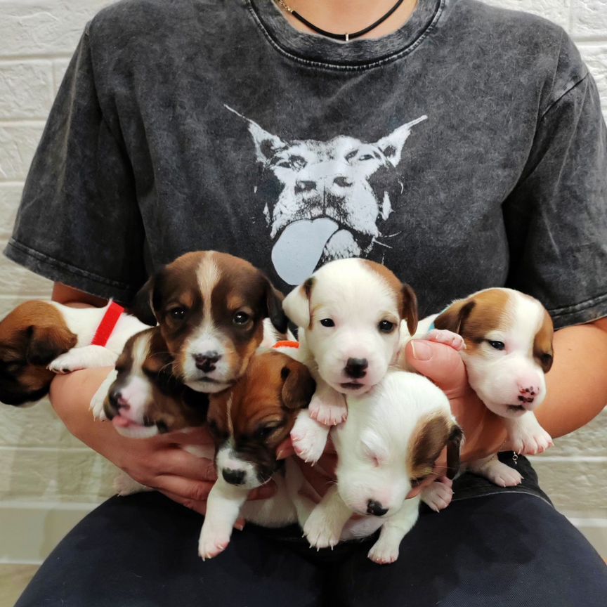 Щенки джек рассел терьер гладкошерстный