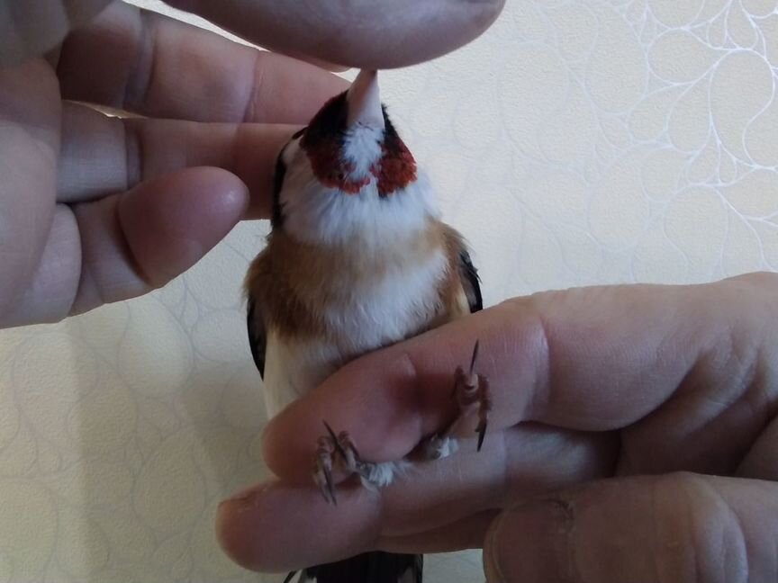 Щегол белобородый