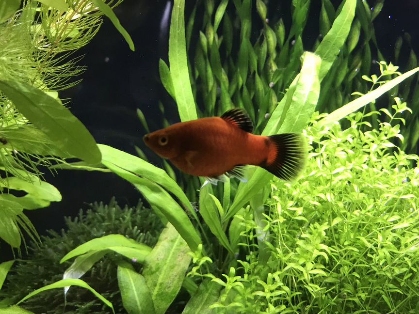 Пицилия Красная чернохвостая