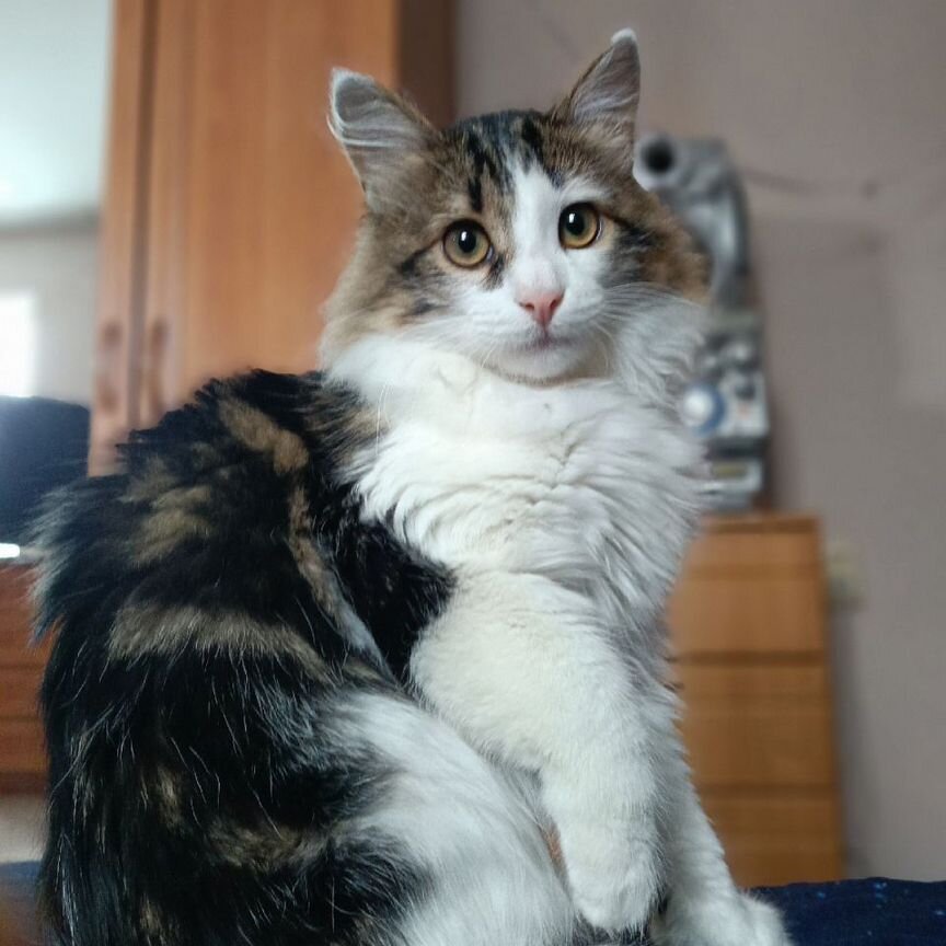 Котики бесплатно в добрые руки