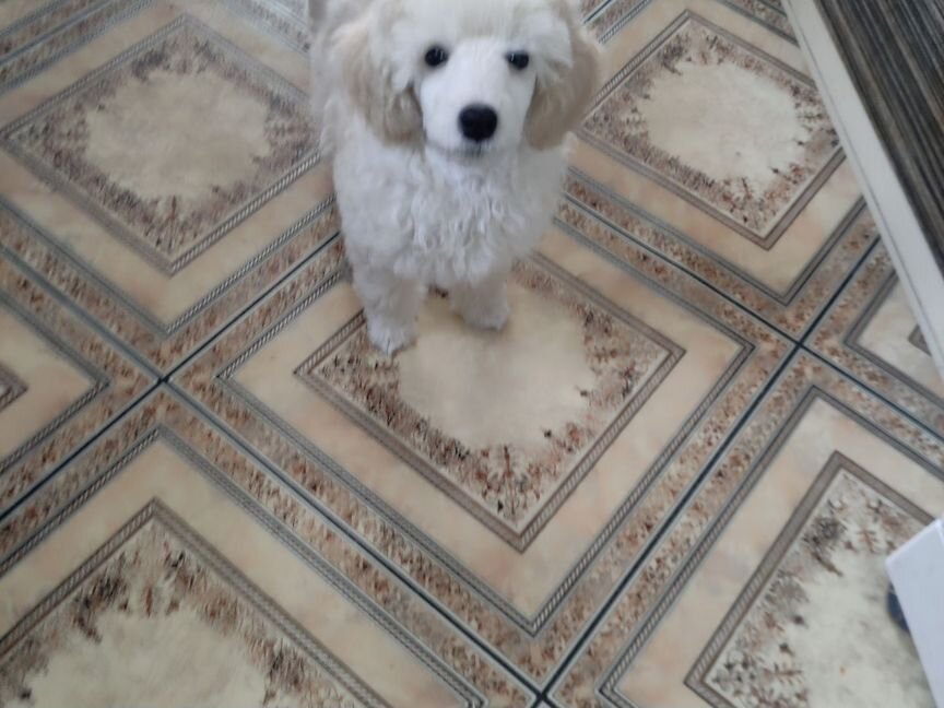 Щенки карликового пуделя