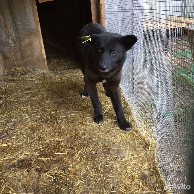 Ночка ищет дом