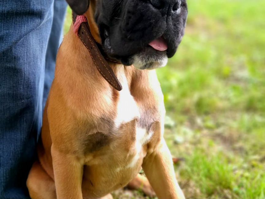 Боксеренок ждет своих хозяев