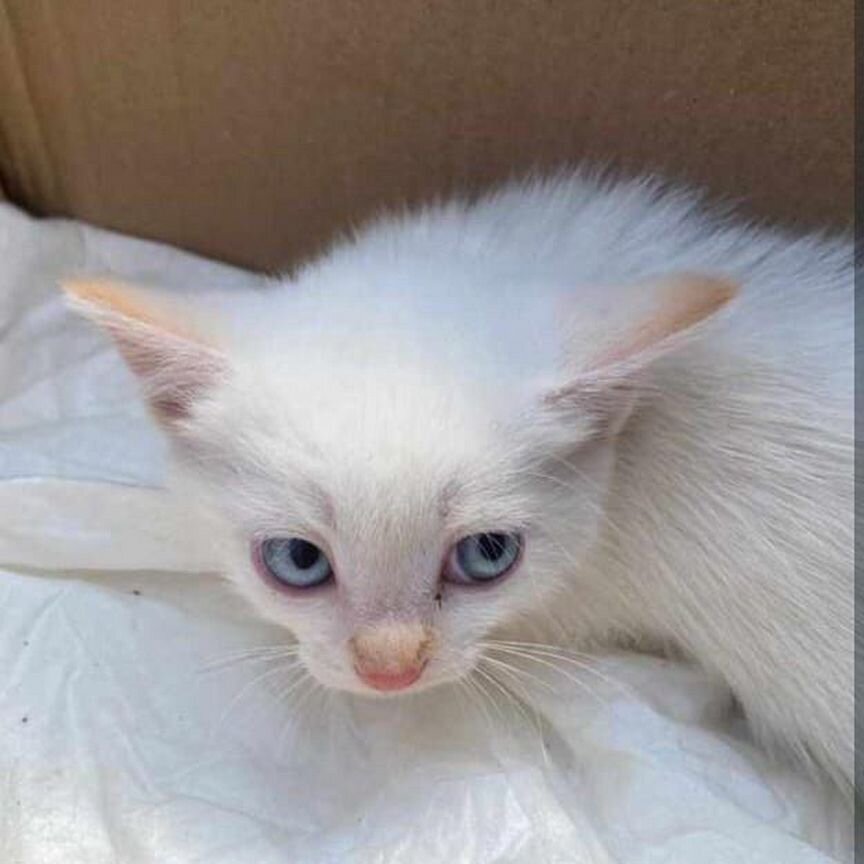 Котенок девочка в добрые руки