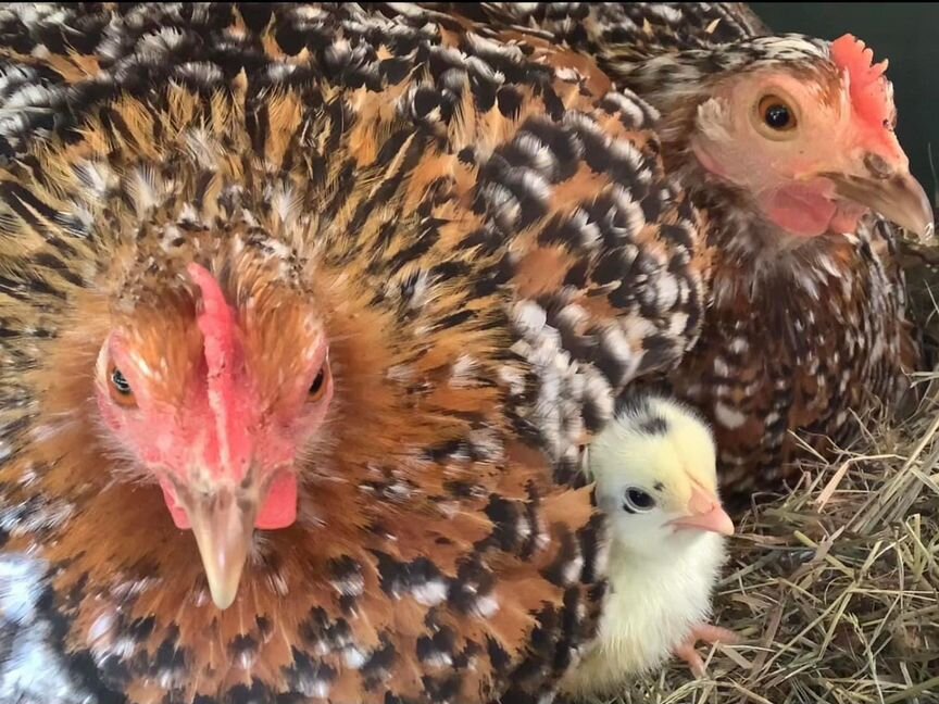 Инкубационное яйцо бентамок