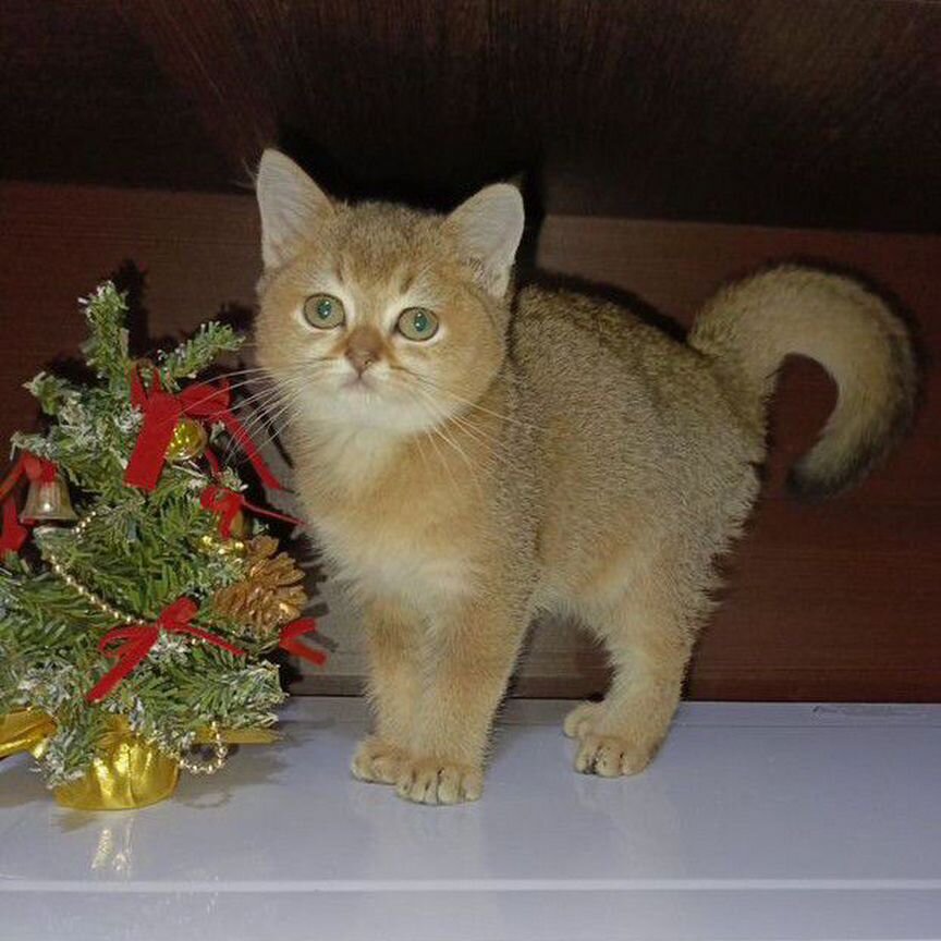 Шотландские золотые котята беби-фейс