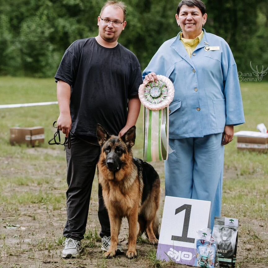 Немецкая овчарка, щенок