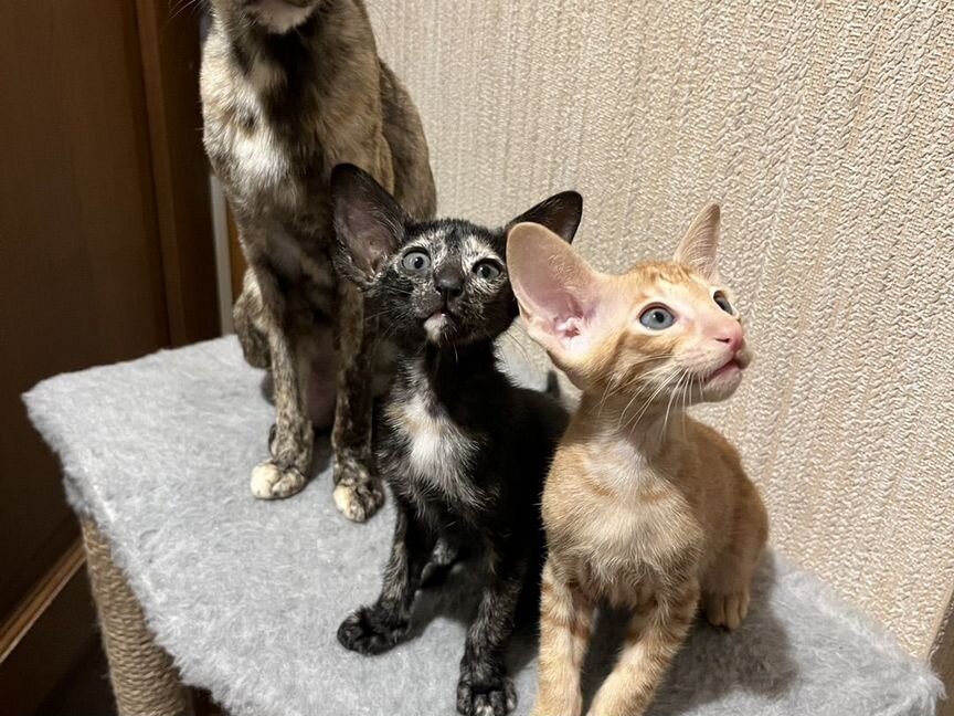 Котята ориентальной породы