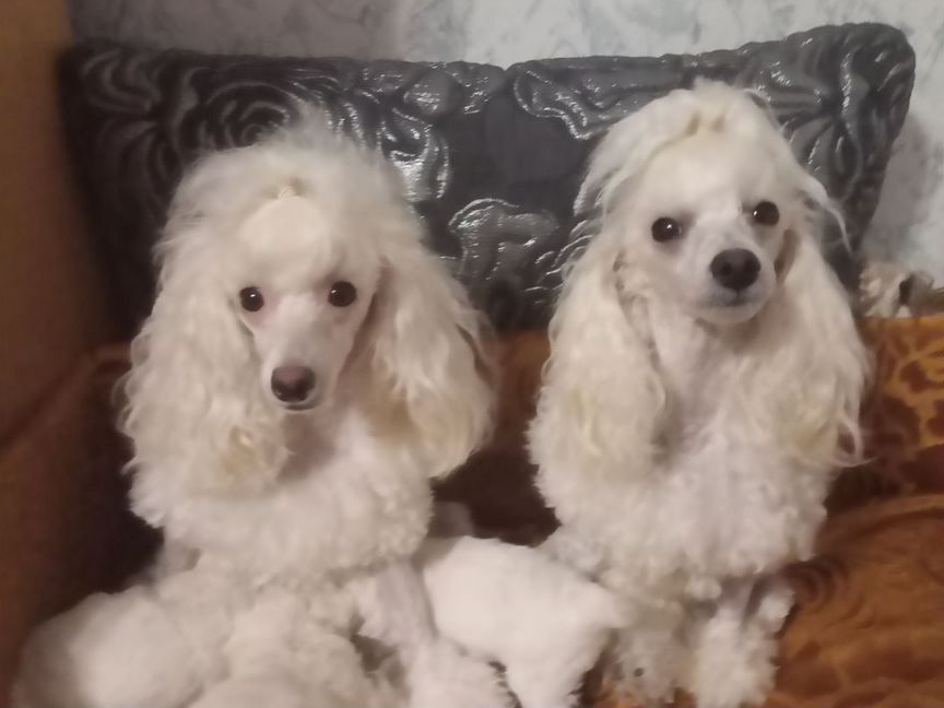 Щенки той пуделя белого окраса