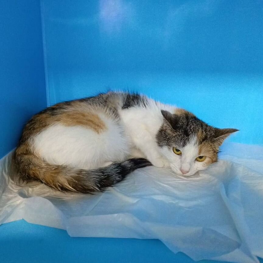 Бетти выпуск на улицу, где холод и голод.Нужен дом