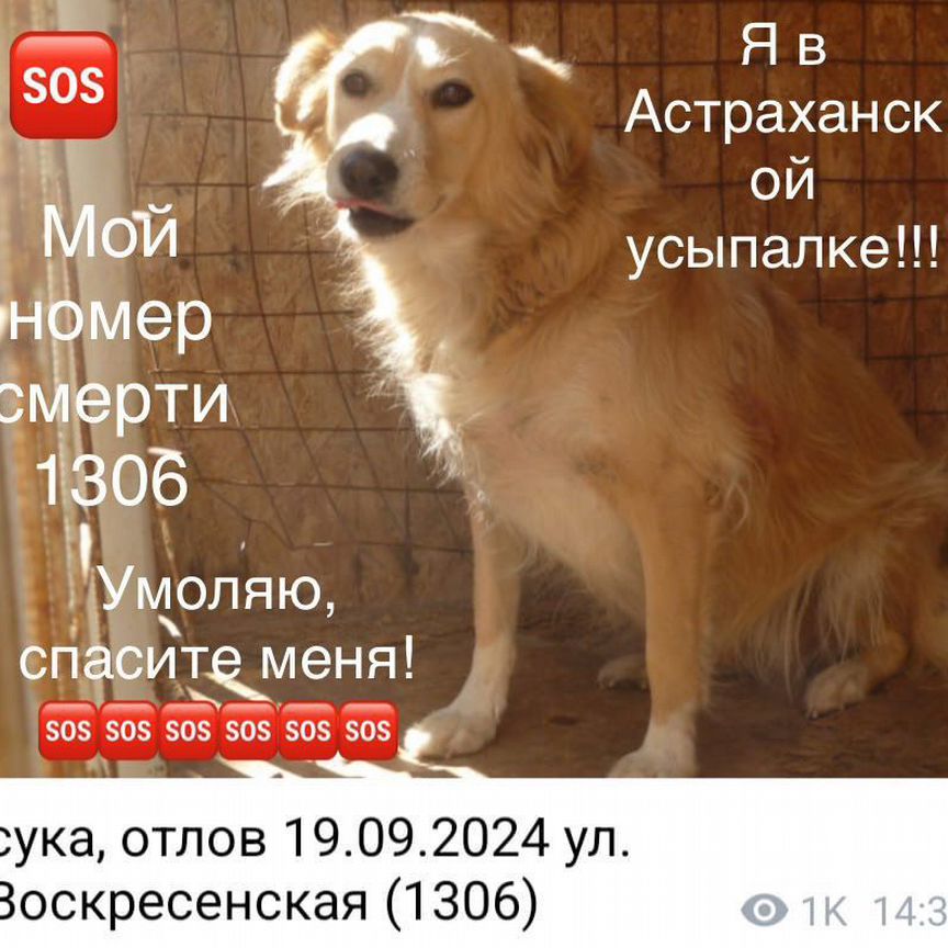 Собака подарок