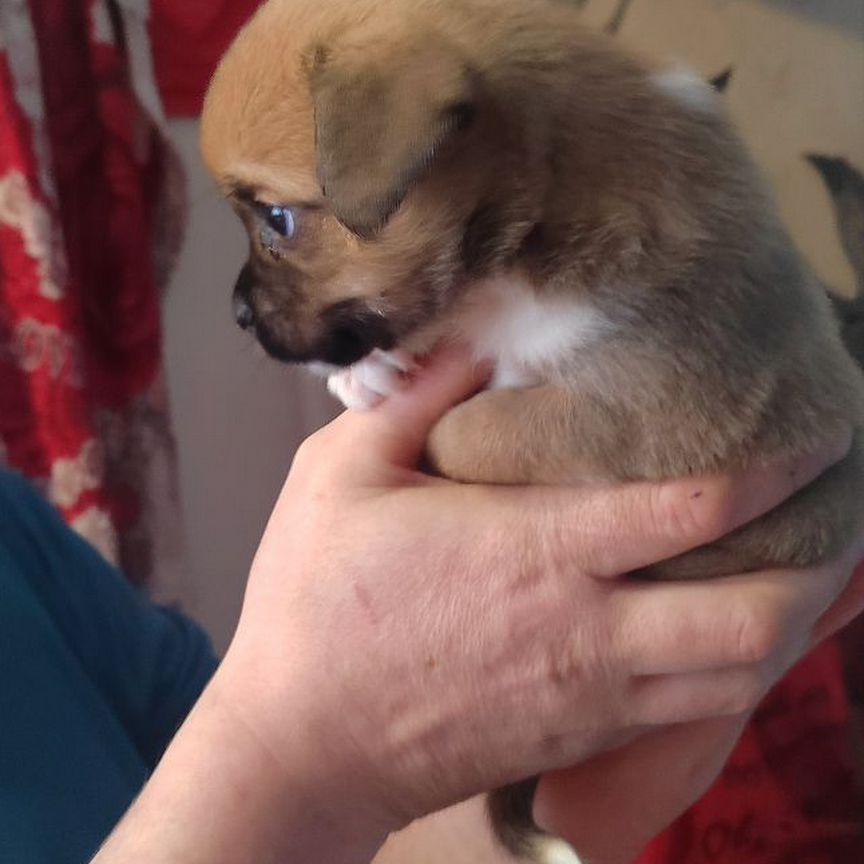 Щенок от частного владельца