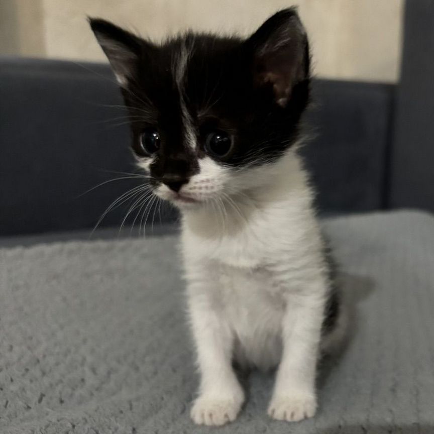 Котёнок в добрые руки