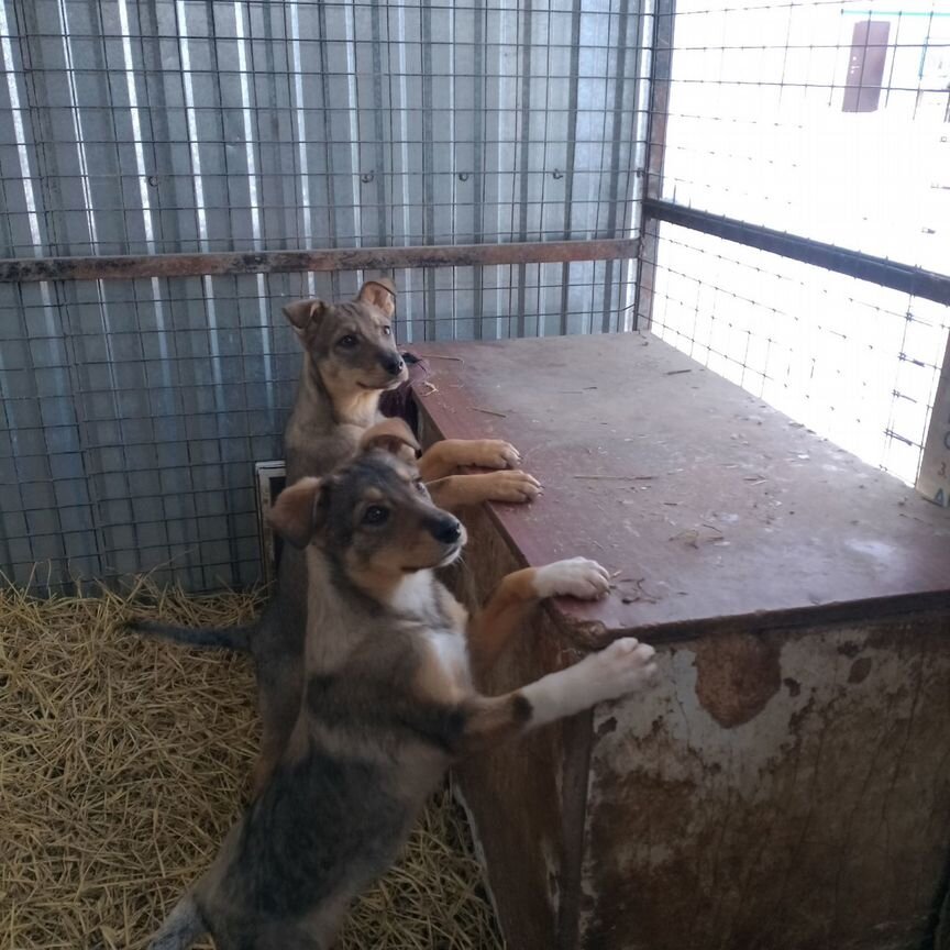 Подрощенные щенки