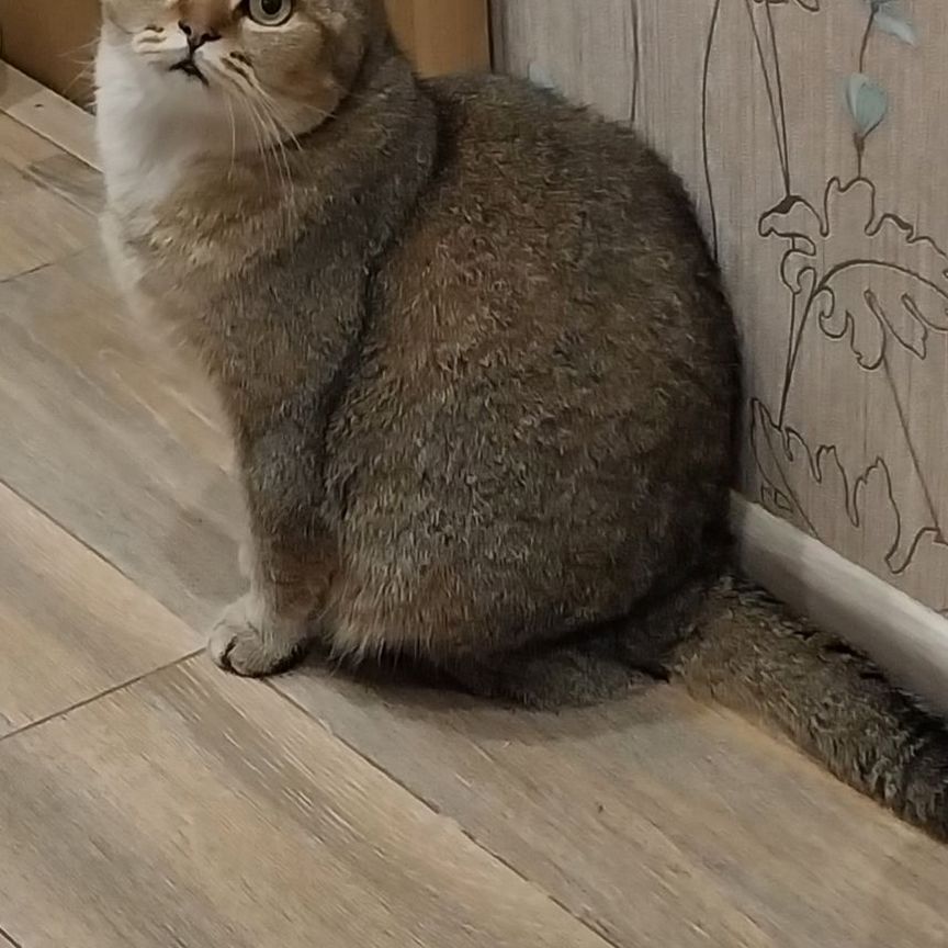 Шотландский кот