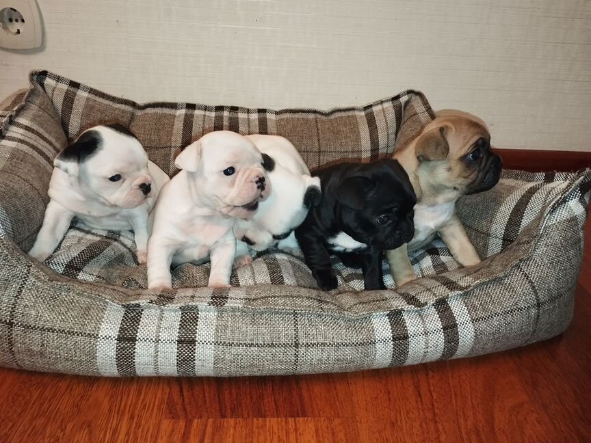 Французский бульдог щенки