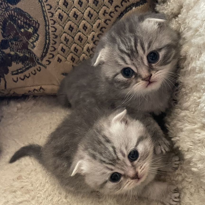 Шотландский вислоухий короткошёрстный котёнок