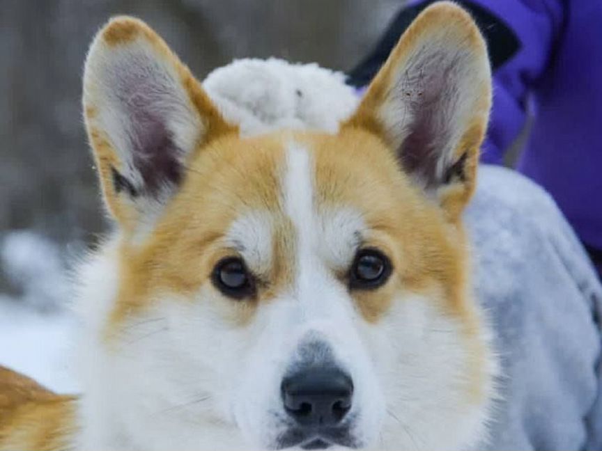 Вельш-корги пемброк РКФ