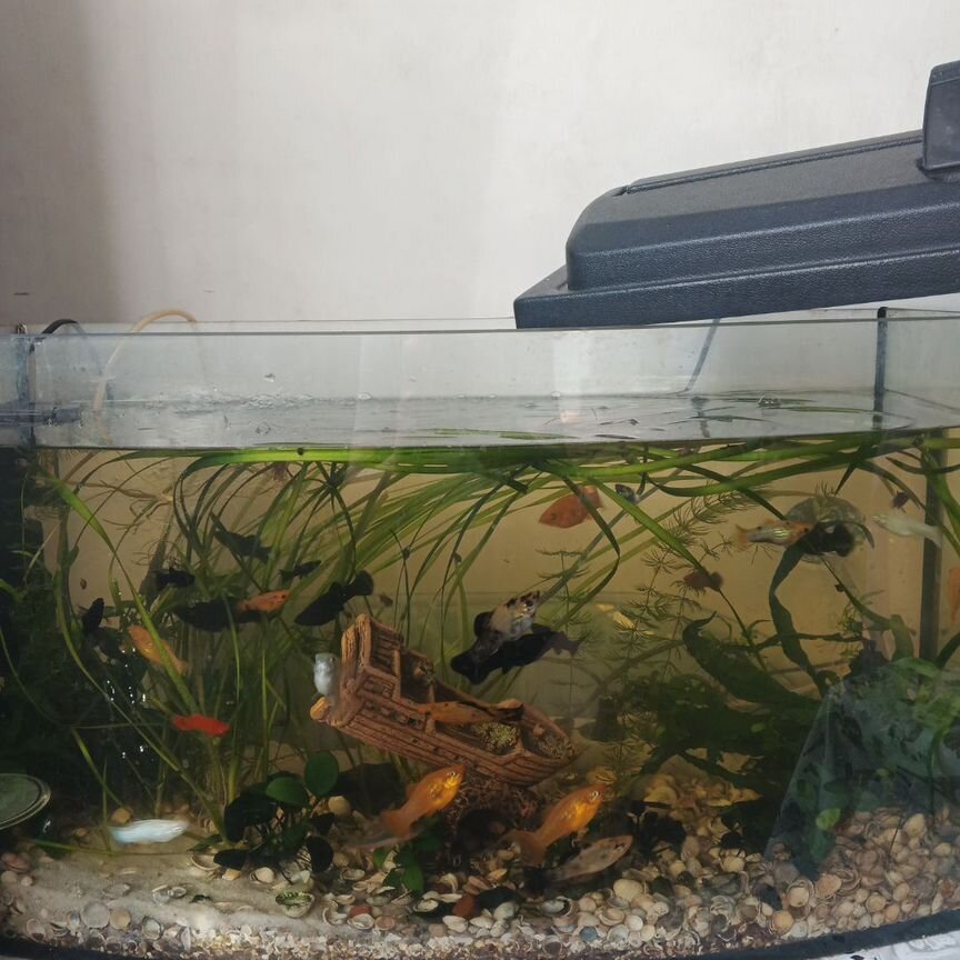 Водоросли для аквариума