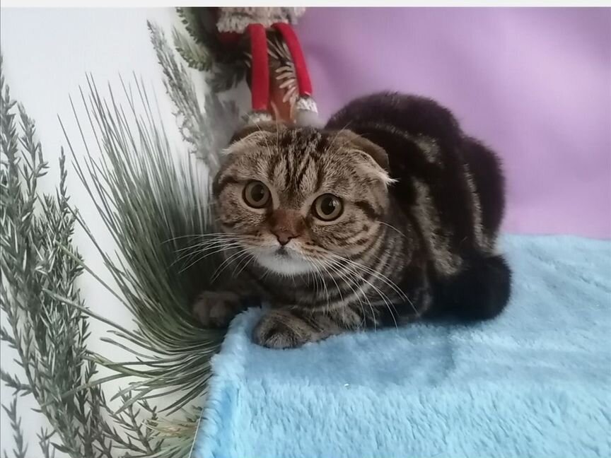 Шотландские вислоухие и страйт кошки