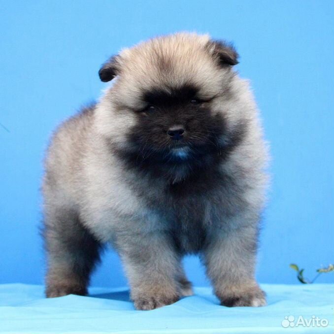 Щенок кеесхонда