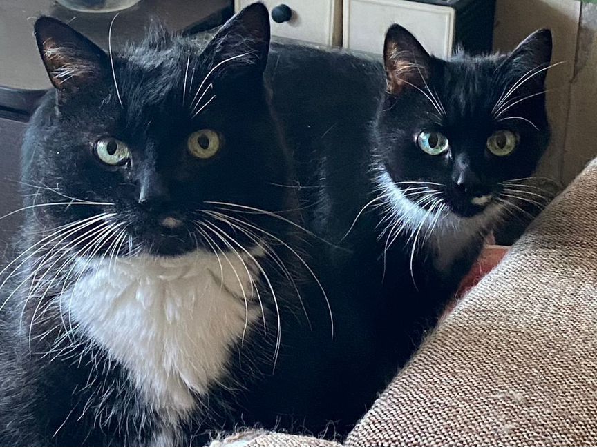 Их предали. Чернобелые котики в поиске дома