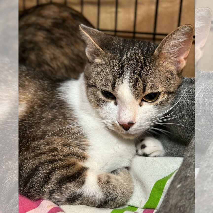 Молоденький компанейский котик в добрые руки