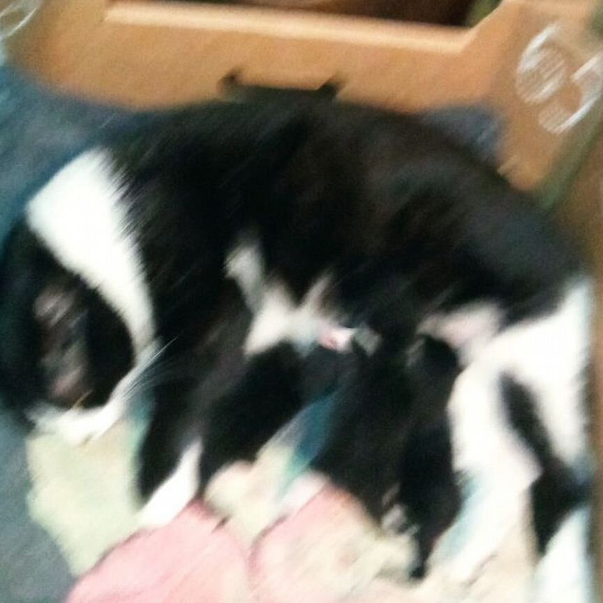 Котята чëрно белые, отдадим в хорошие руки