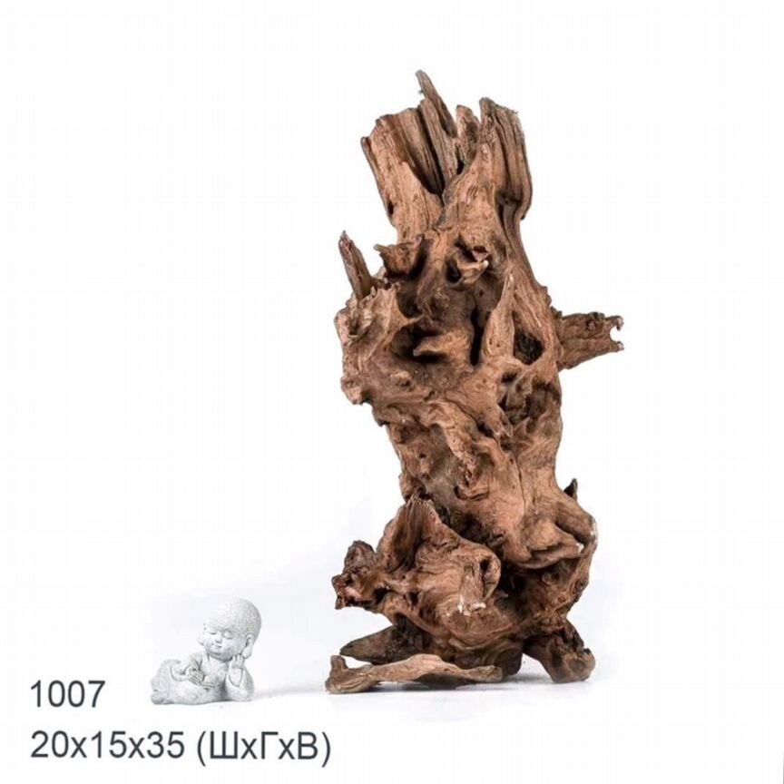 Коряга мангровая