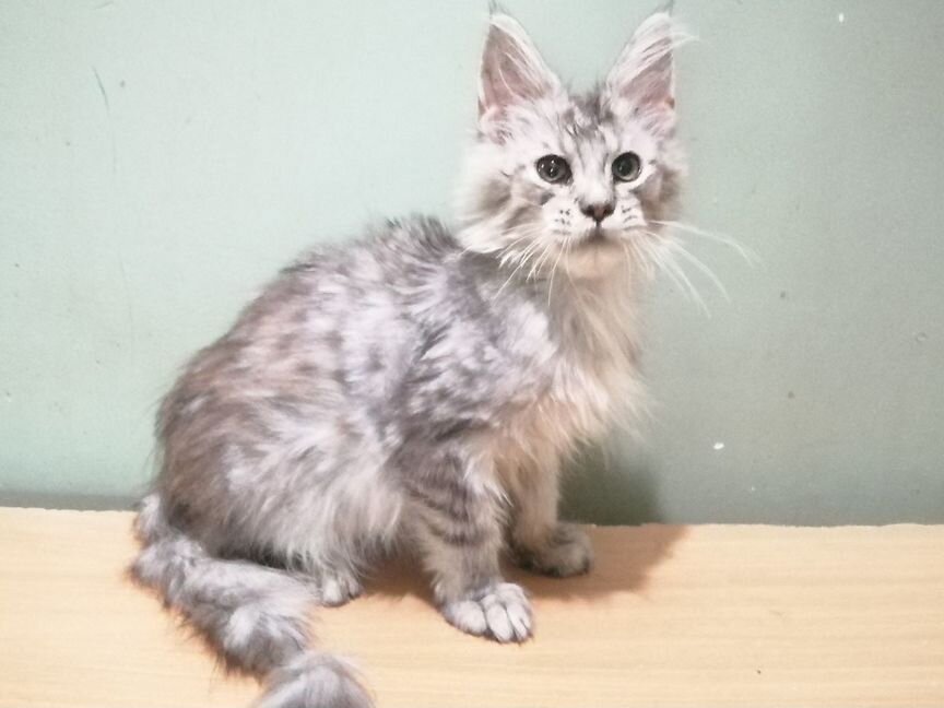 Мейн-кун котёнок мальчик