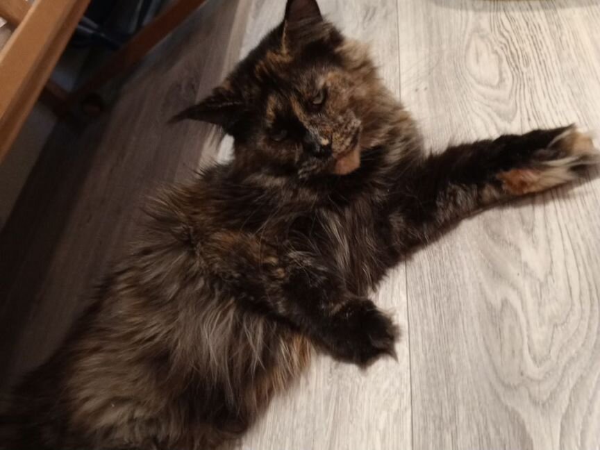 Кошка мейкун